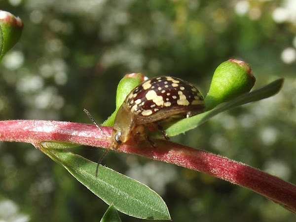 Tea tree leaf beetle | Project Noah