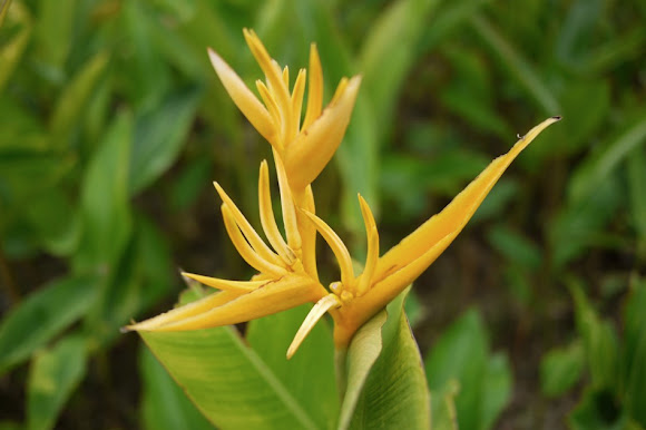 Parakeet Flower | Project Noah