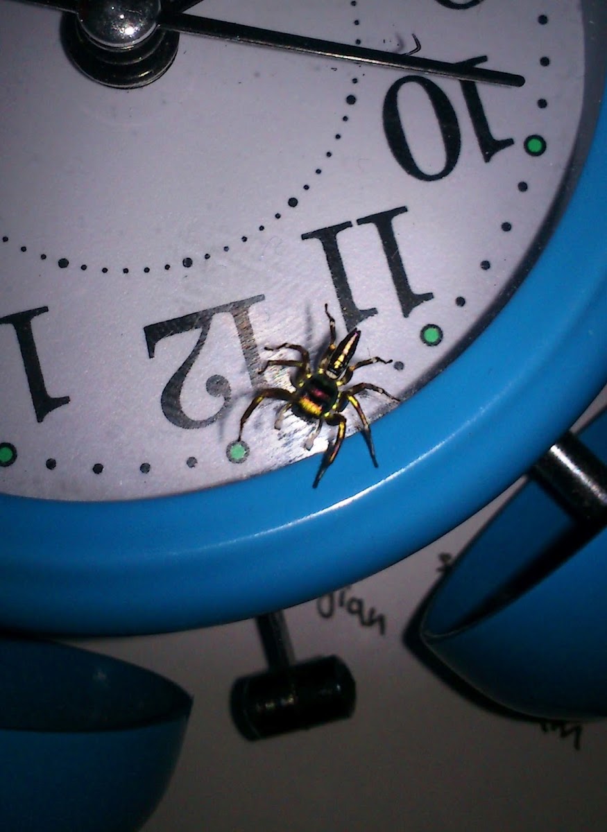 Banded Metallic-green Jumping Spider | Project Noah