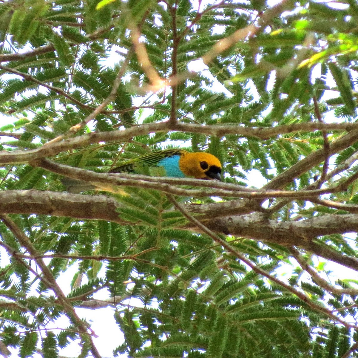 Gilt-edged Tanager | Project Noah