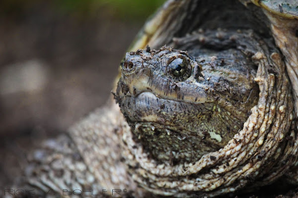 Common Snapping Turtle | Project Noah