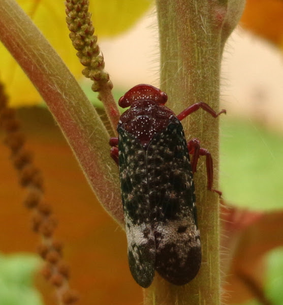 Hopper | Project Noah