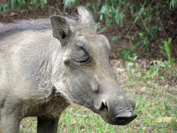 Common warthog | Project Noah