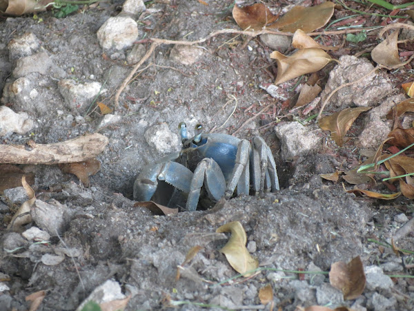 Florida Blue Land Crab | Project Noah