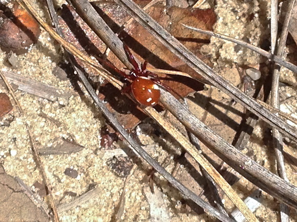 Cobweb Spider | Project Noah