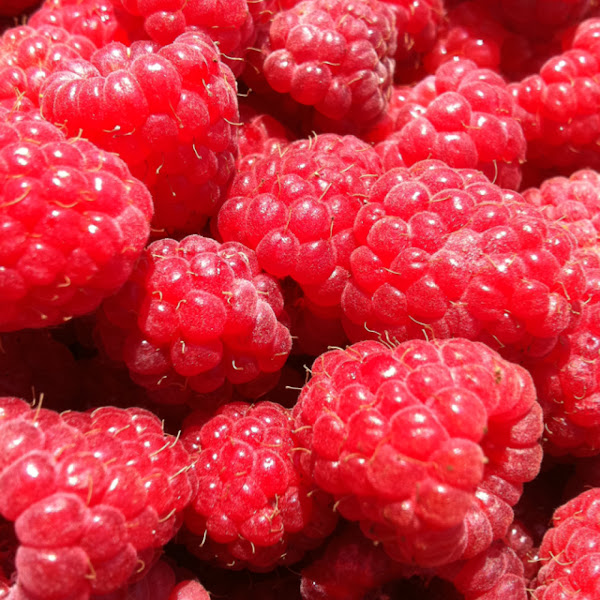 Raspberries | Project Noah