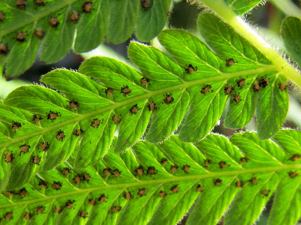Southern Shield Fern | Project Noah