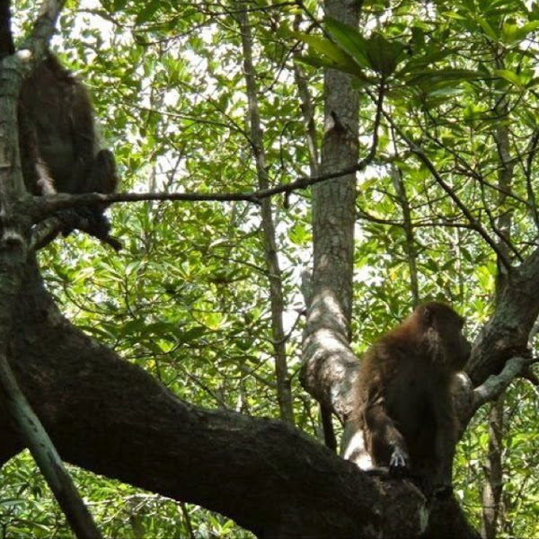 Monkey | Project Noah