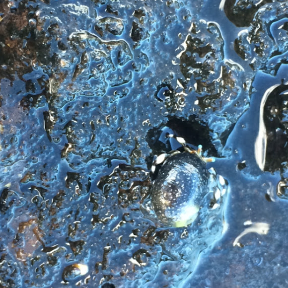 Zebra Hermit Crab | Project Noah