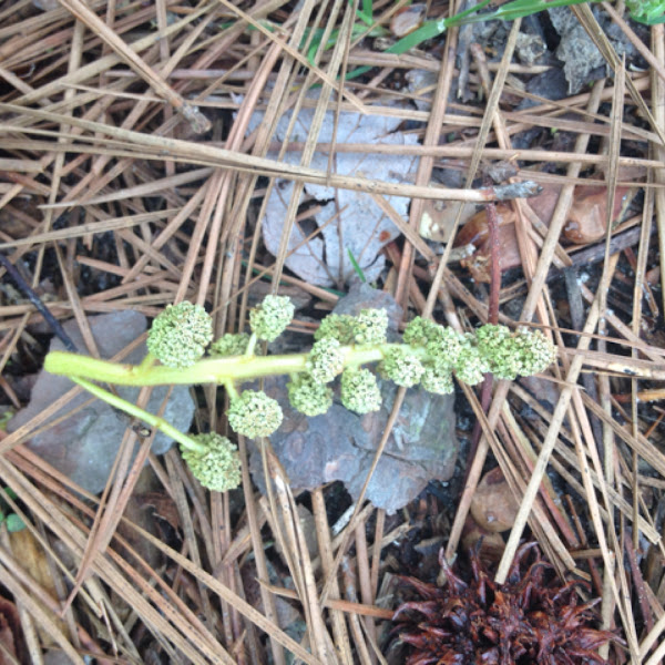 Pine Pollen | Project Noah