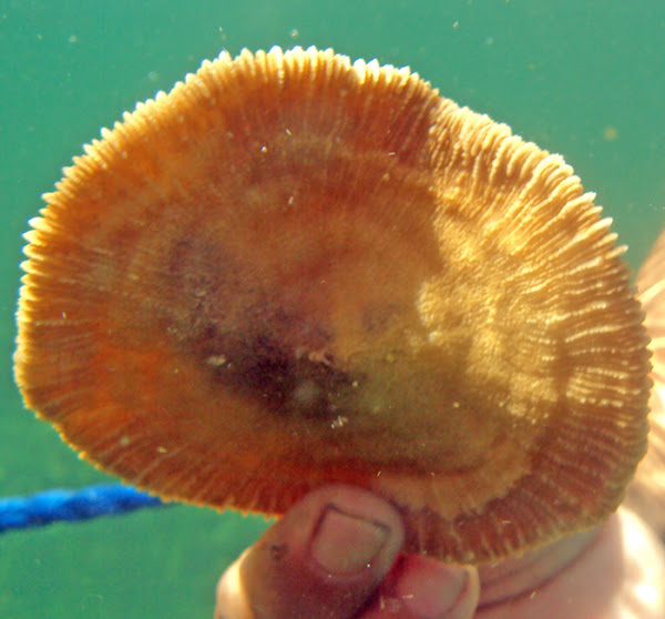 Disc/Mushroom/Tongue Coral | Project Noah