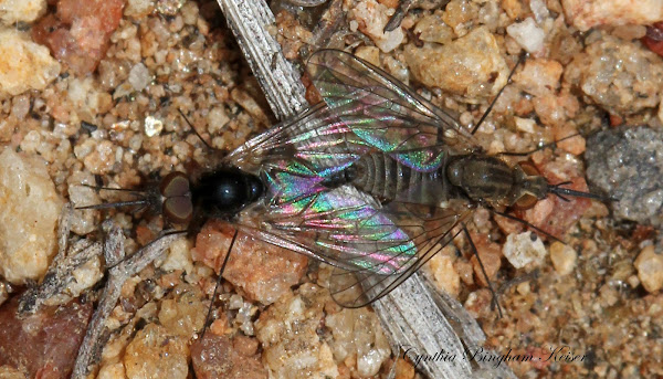 Bee Fly (mating) | Project Noah