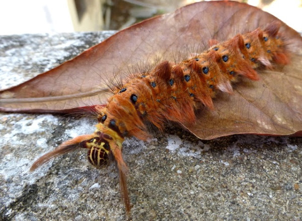 Lappet Moth Caterpillar | Project Noah