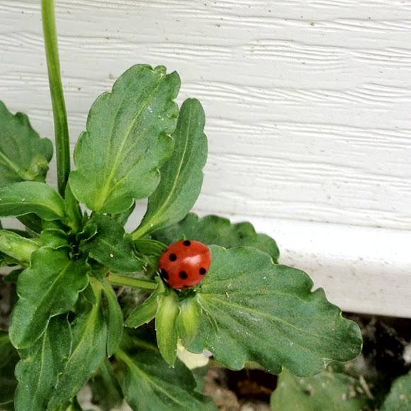 Lady Bug | Project Noah