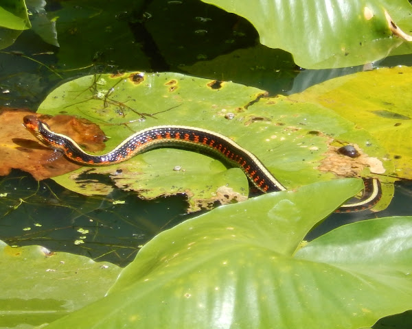Red-Spotted Garter Snake | Project Noah