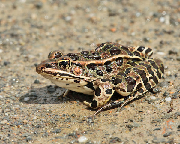 Pickerel Frog | Project Noah
