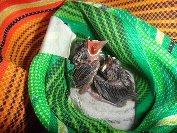 gorrion bird | Project Noah