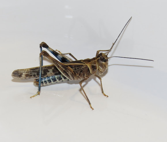 Blue-legged Grasshopper | Project Noah