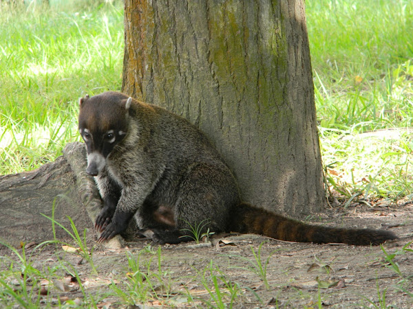 coatí de nariz blanca - pisote - antón - white-nosed coati | Project Noah