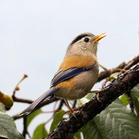 Blue-winged Minla | Project Noah