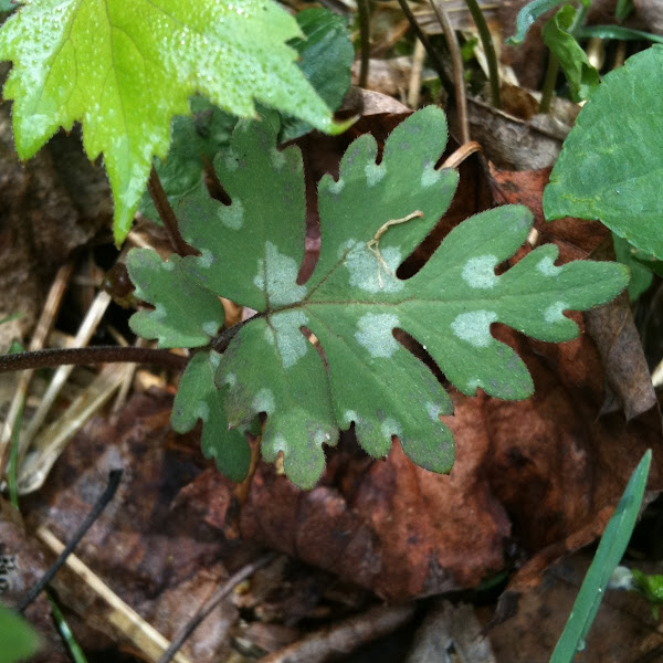 Spotting | Project Noah