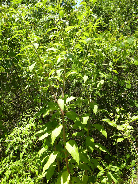 Poke Weed | Project Noah