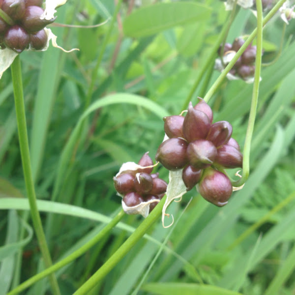Wild Garlic / Crow Garlic | Project Noah