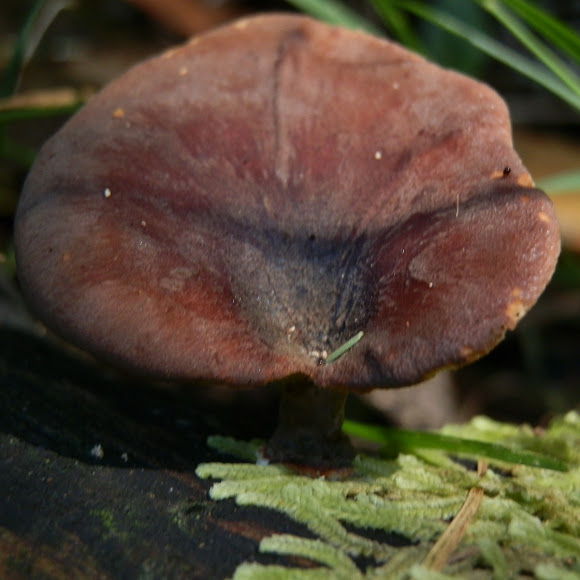 Purple Polypore | Project Noah