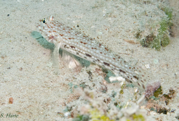 Orange-spotted Goby | Project Noah