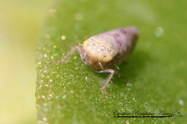 Beet Leafhopper | Project Noah
