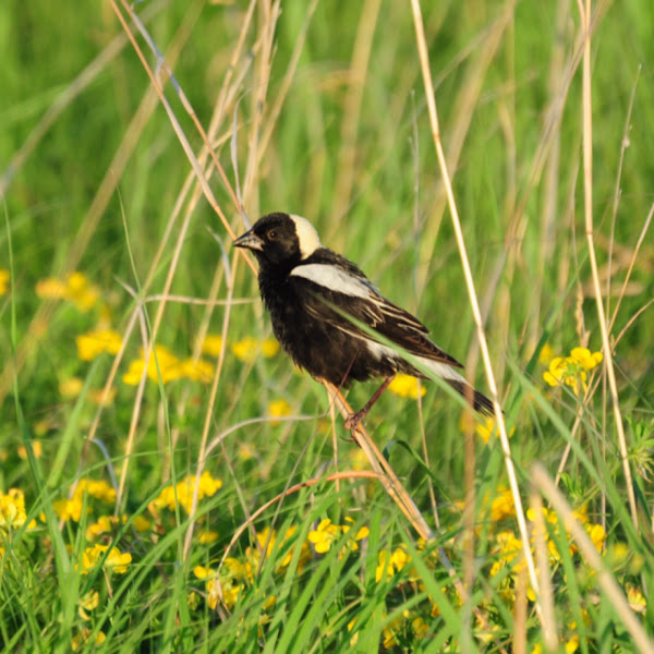 Bobolink | Project Noah