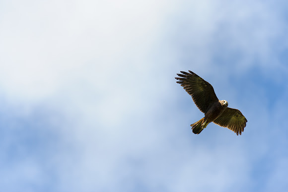 Réunion harrier | Project Noah