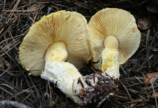 Floccularia albolanaripes | Project Noah