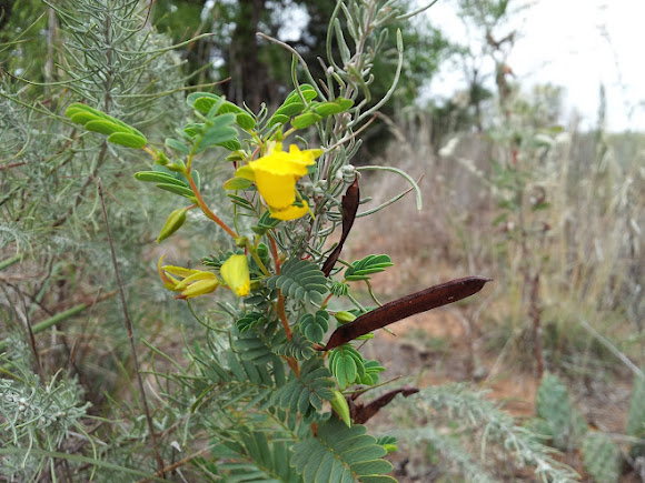 Partridge Pea | Project Noah