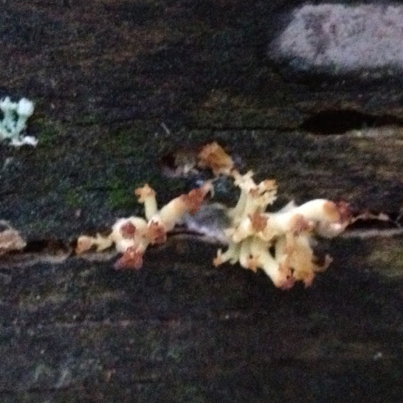 Coral fungi | Project Noah