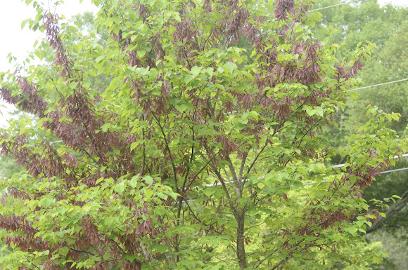 Redbud Tree (after flowering) | Project Noah