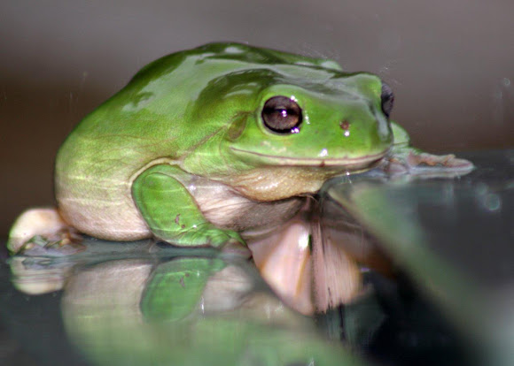 White's Tree Frog | Project Noah