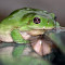 White's Tree Frog | Project Noah