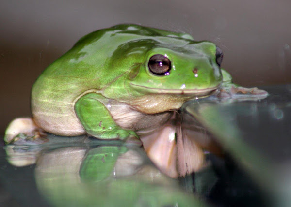 White's Tree Frog | Project Noah