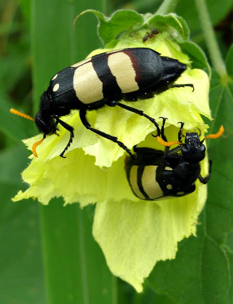 CMR bean beetles | Project Noah