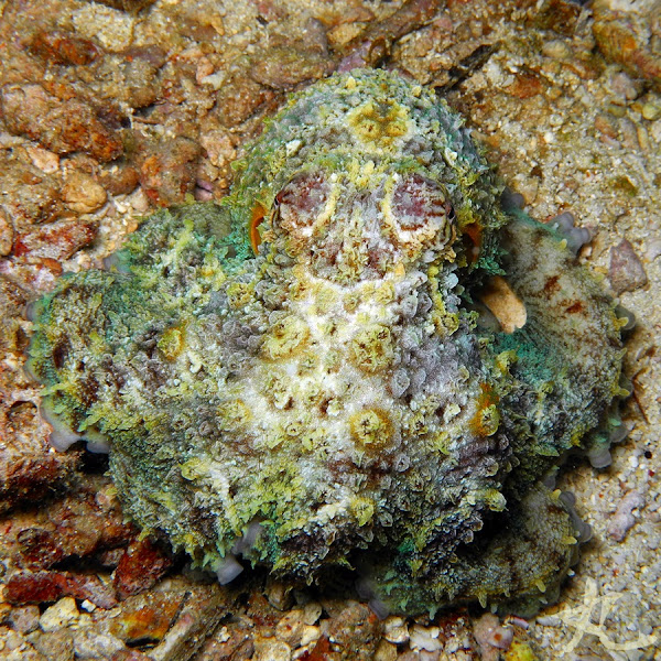 Common Octopus | Project Noah