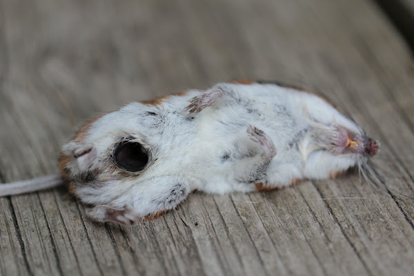 Rabbit Botfly larvae | Project Noah