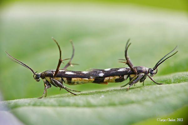 Micro moth | Project Noah