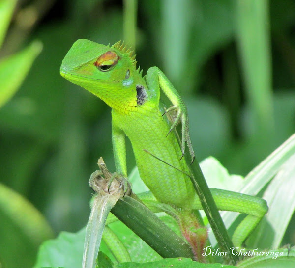 Green Garden lizard | Project Noah