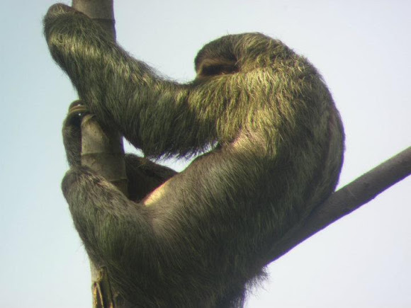 Sloth with Moss | Project Noah