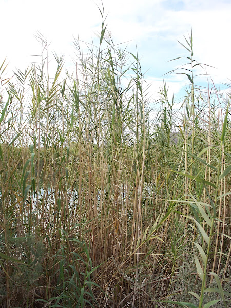 Giant Reed | Project Noah