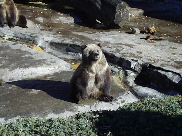 Grizzly Bear | Project Noah