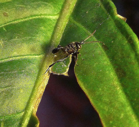 Mini-Ensign Wasp | Project Noah