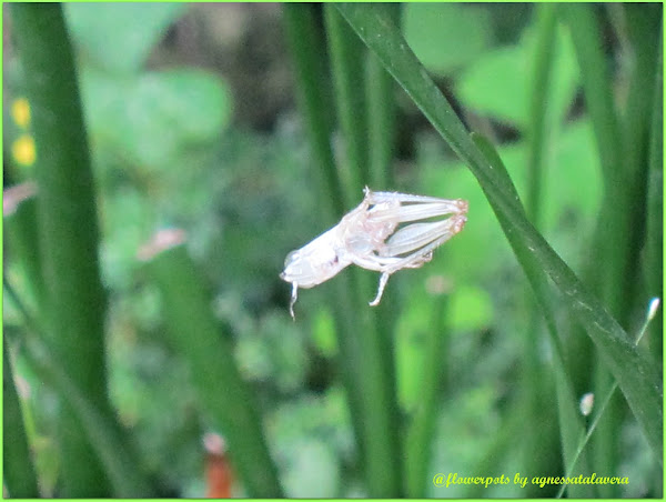 Grasshopper (Molted Exoskeleton) | Project Noah
