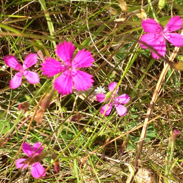 Wild Carnation | Project Noah